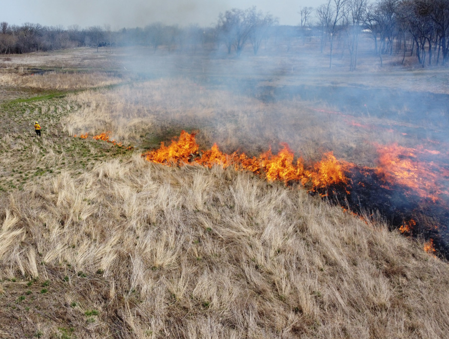How Prescribed Burns Revitalize Natural Areas | News Article